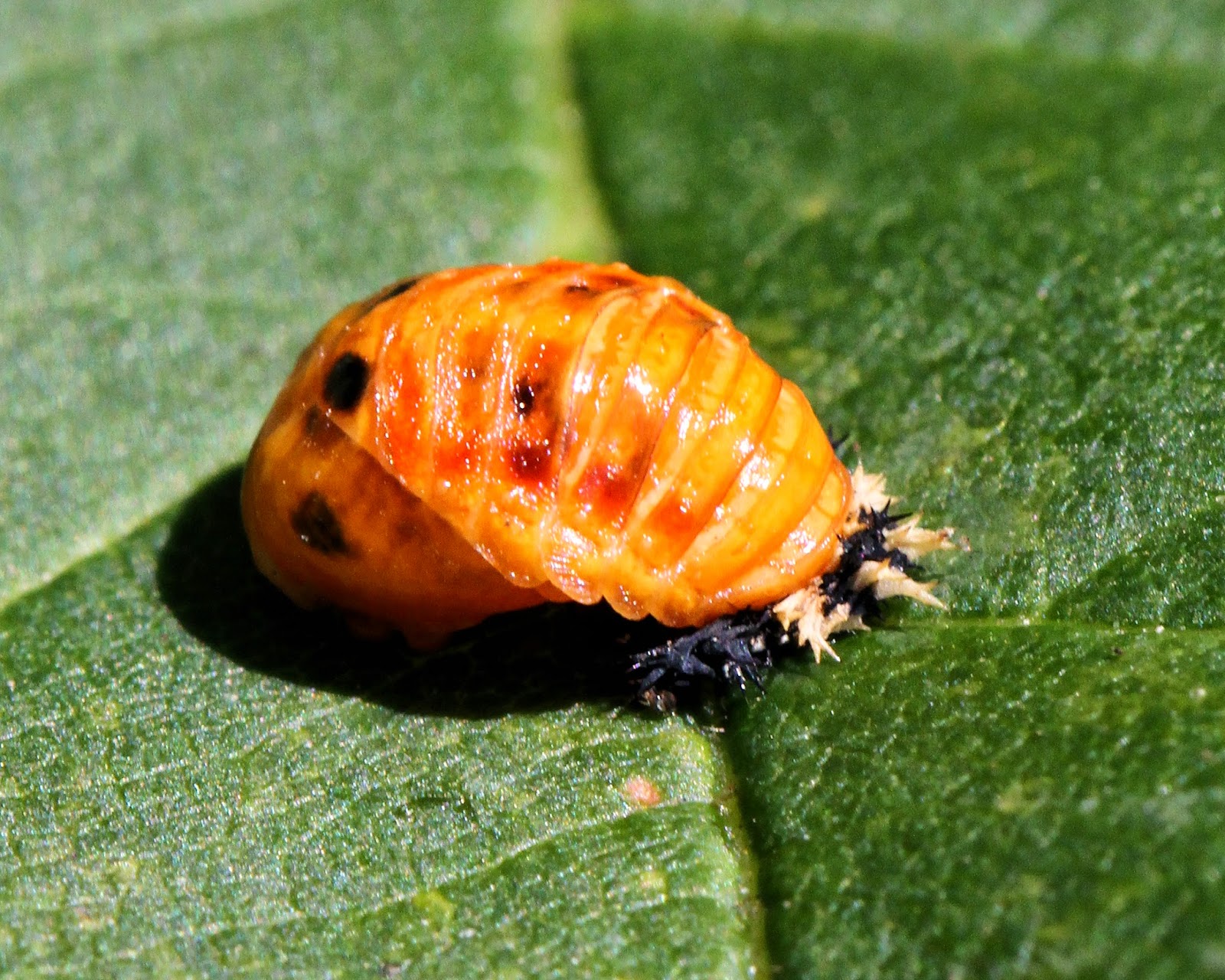 Thoughts and things: Ladybug life cycle