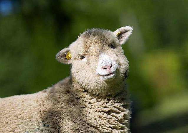 Le Brebis Galleux: Brebis ! Brebis