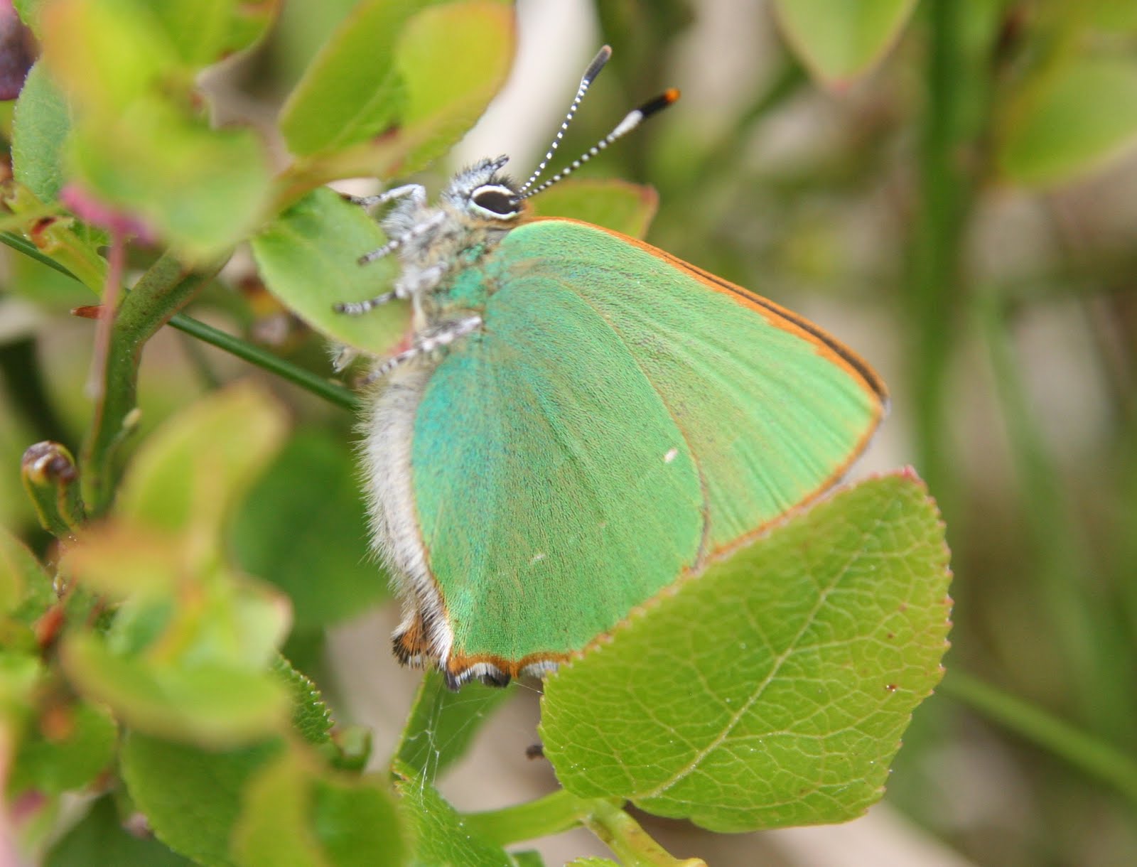 Valley Naturalist: May 2011