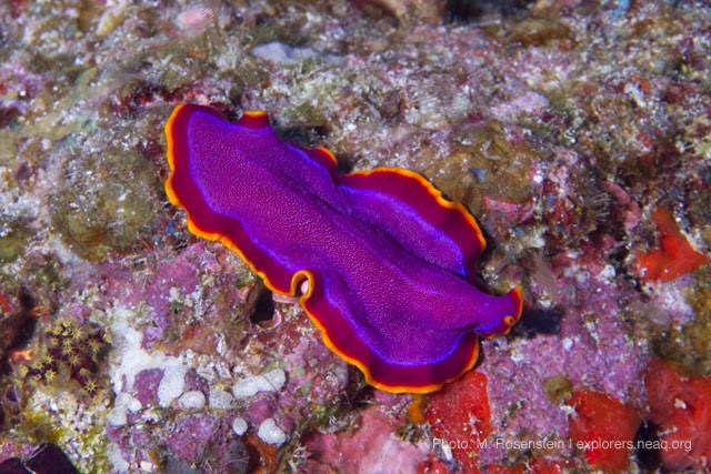 Global Explorers Blog