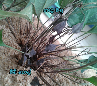 Hela osu: බිම් පොල් (bim pol)