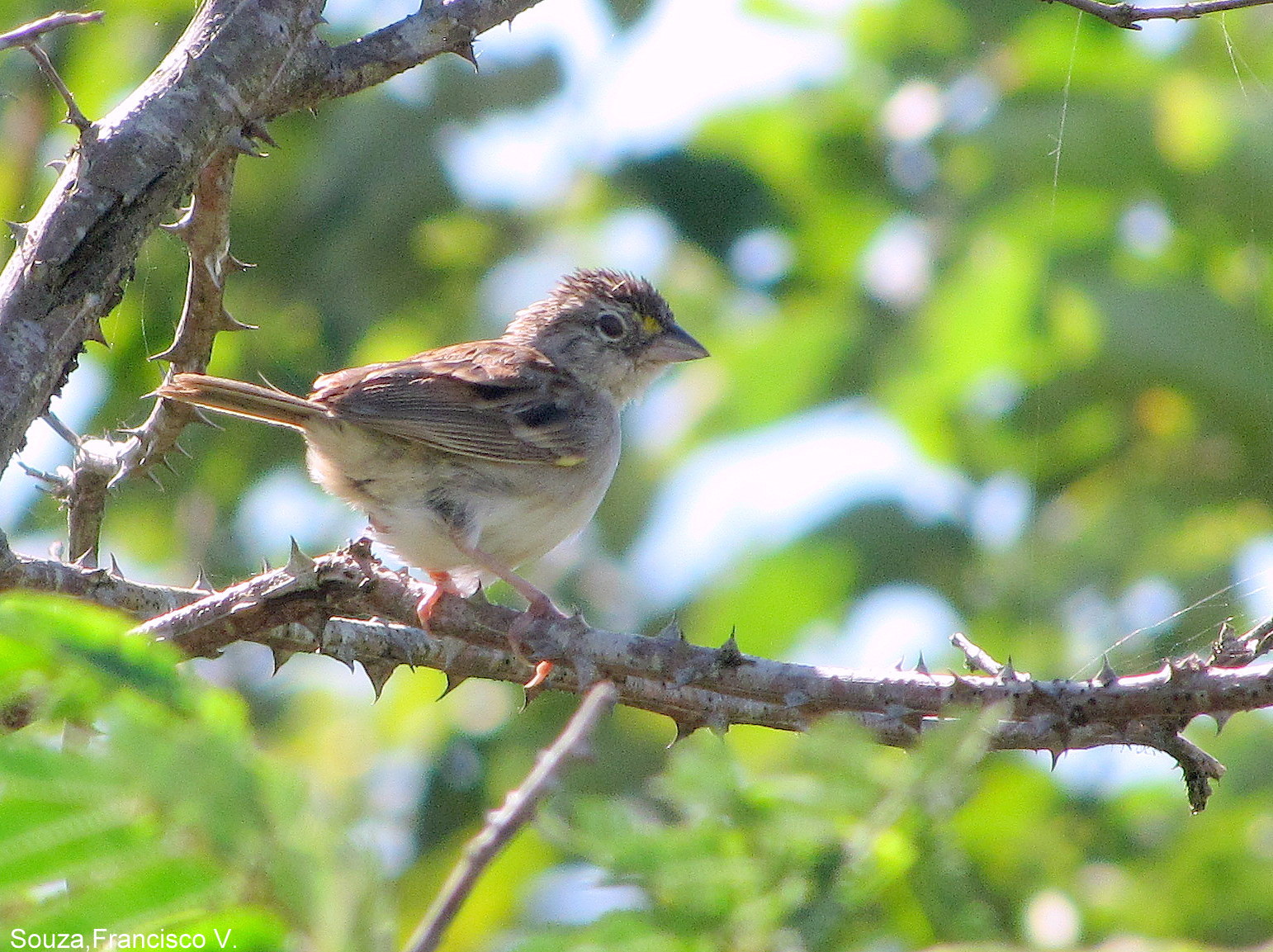 FAUNA E FLORA DO RN: Maio 2016