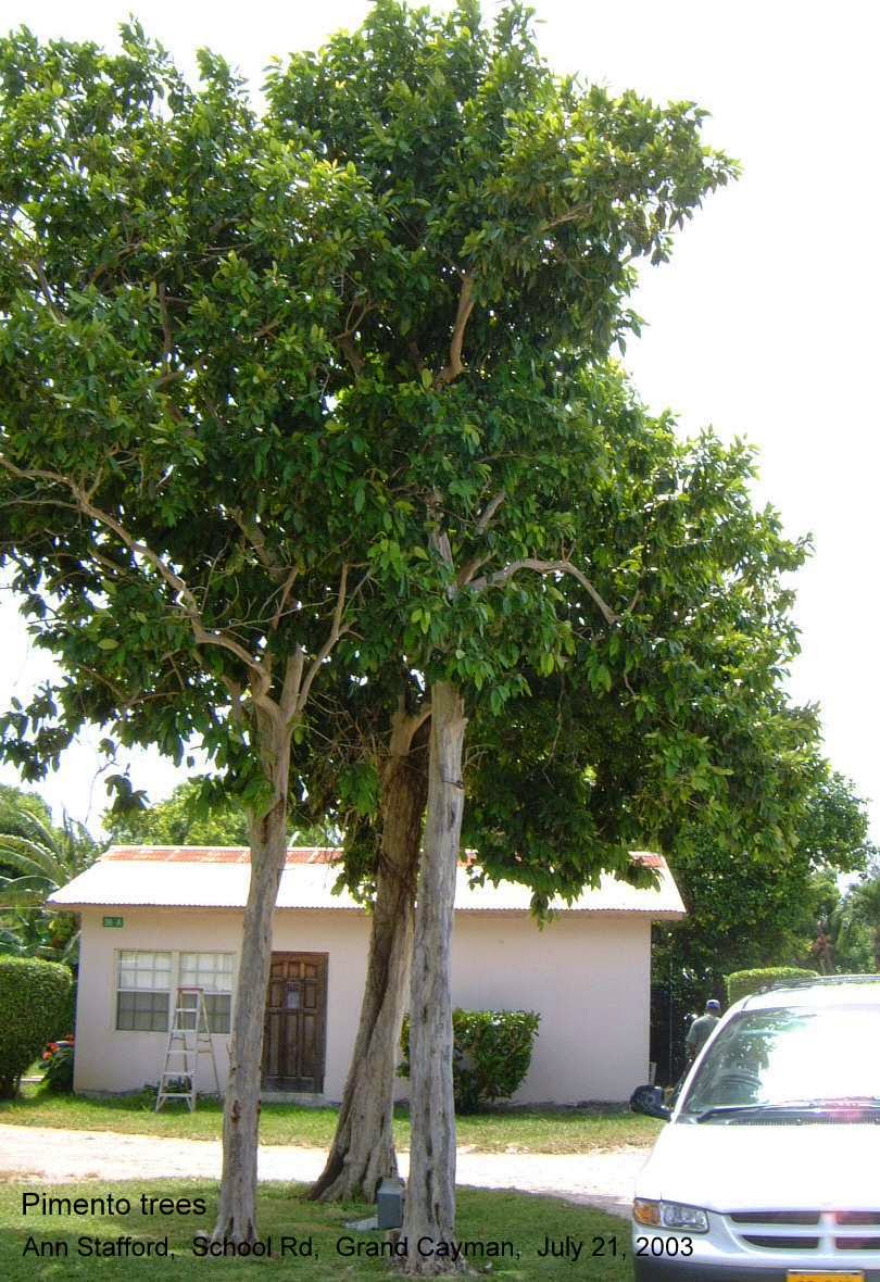 CaymANNature: Cayman PLANTS