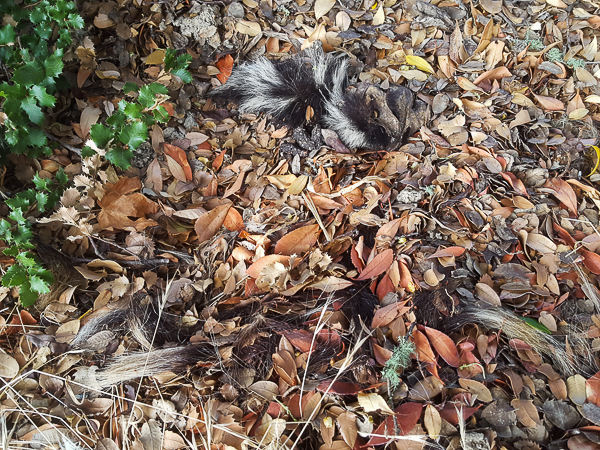 Dipper Ranch: Fox Pup in the Garage