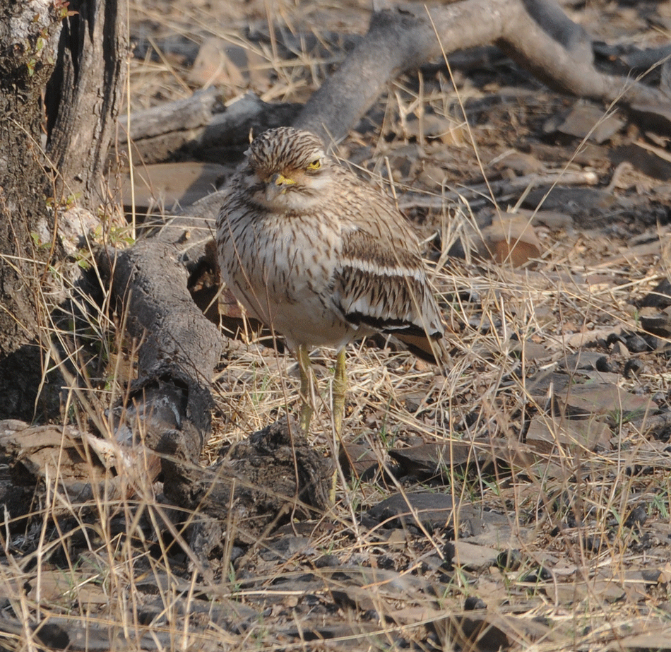 ZOOTHERA BIRDING BLOG: Another Day Another Tiger