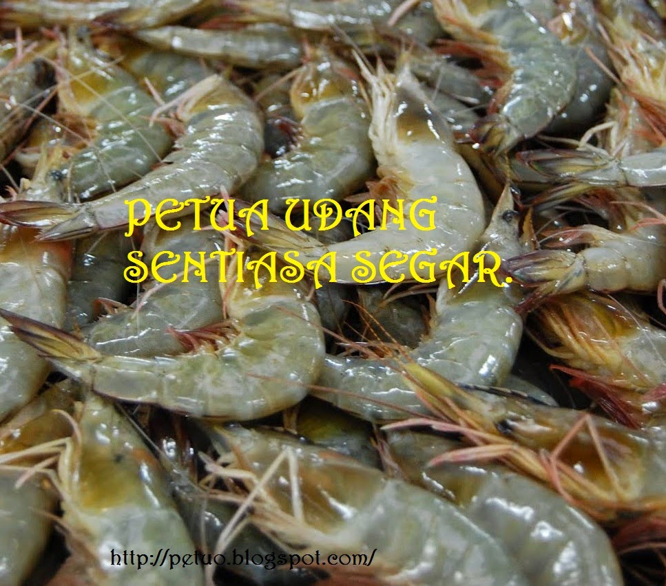 PETUA UDANG SENTIASA SEGAR. | PETUA-PETUA TRADISIONAL