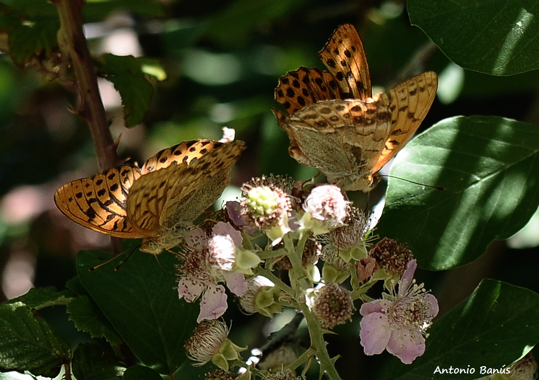 APRENDIENDO CON LA VISTA: Cuando las mariposas sacan la lengua ...