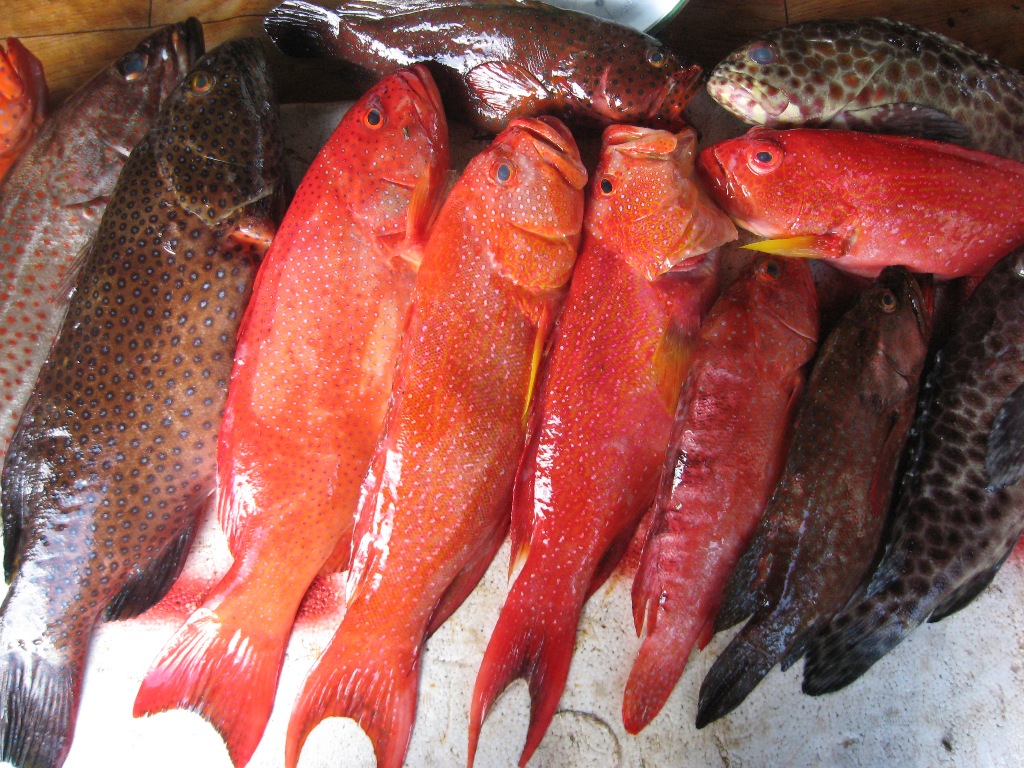 Fish Fresh: SUNU MERAH, SUNU HITAM, KERAPU, & TIGER