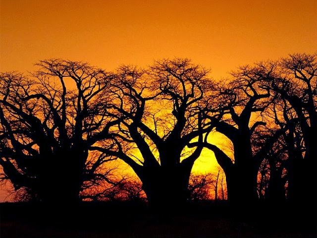 PARA SABER MAIS DE HISTÓRIA: A África, o baobá e a escravidão