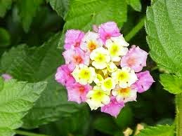 Tembelekan | Tanaman Obat Keluarga