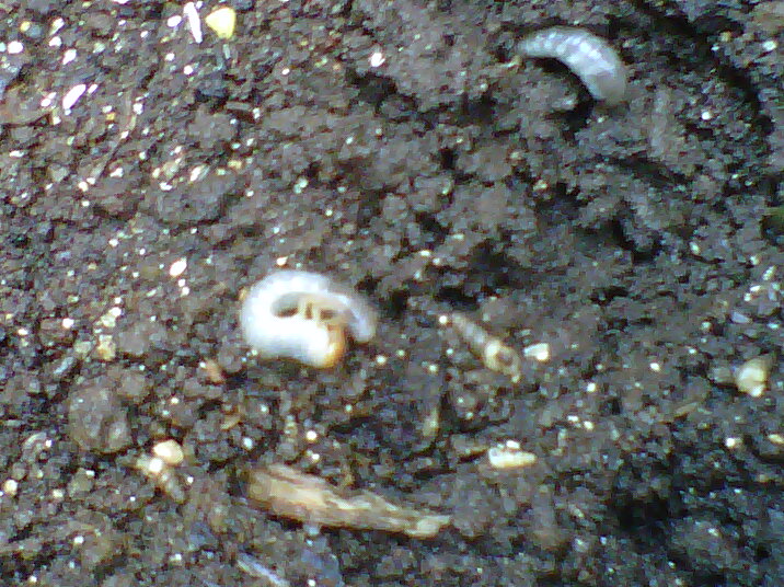 "MIS PLANTAS en Panamá": GUSANOS BLANCOS