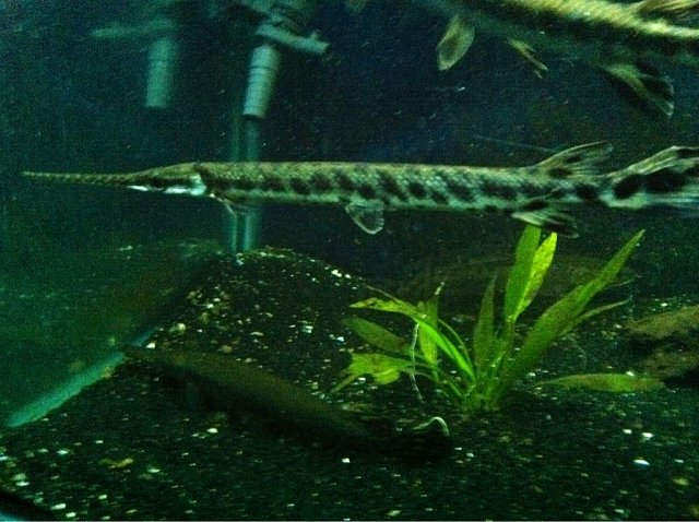 Mahamaya Hiko: jenis-jenis GAR fish (ikan aligator)