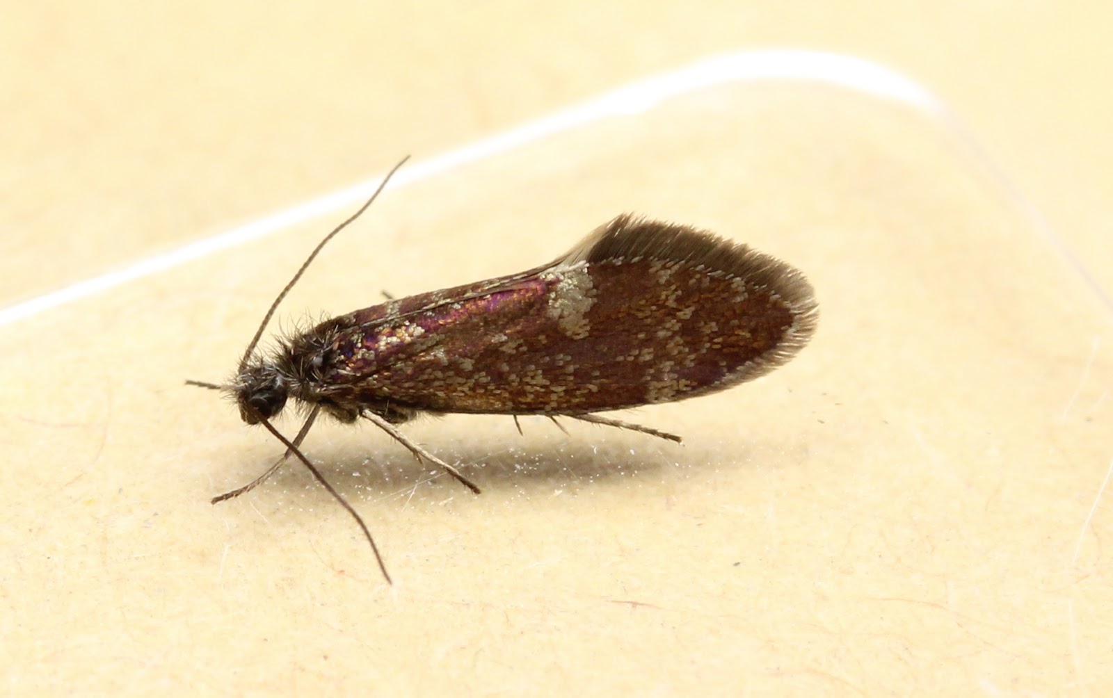 Ceredigion Moths: Micro moth identification