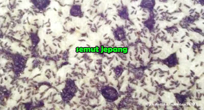 Semut Jepang sebagai Salah Satu Alternatif Herbal - PeduliKesehatan100%