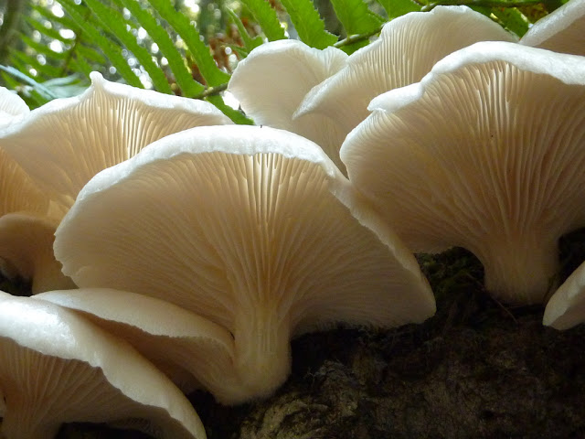 Air Leri untuk meningkatkan kesuburan Jamur Tiram