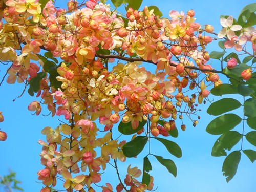 Inspiring Nature Photography By Carol Reynolds: Hodge Podge Of Flowers ...