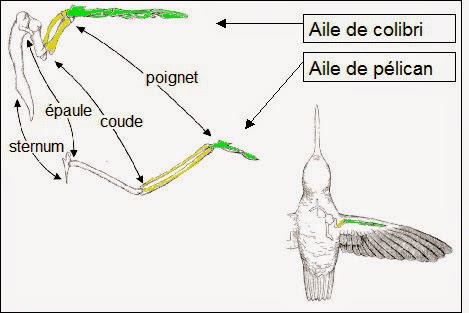 Quelques petites choses au sujet du colibri : records, anatomie et ...