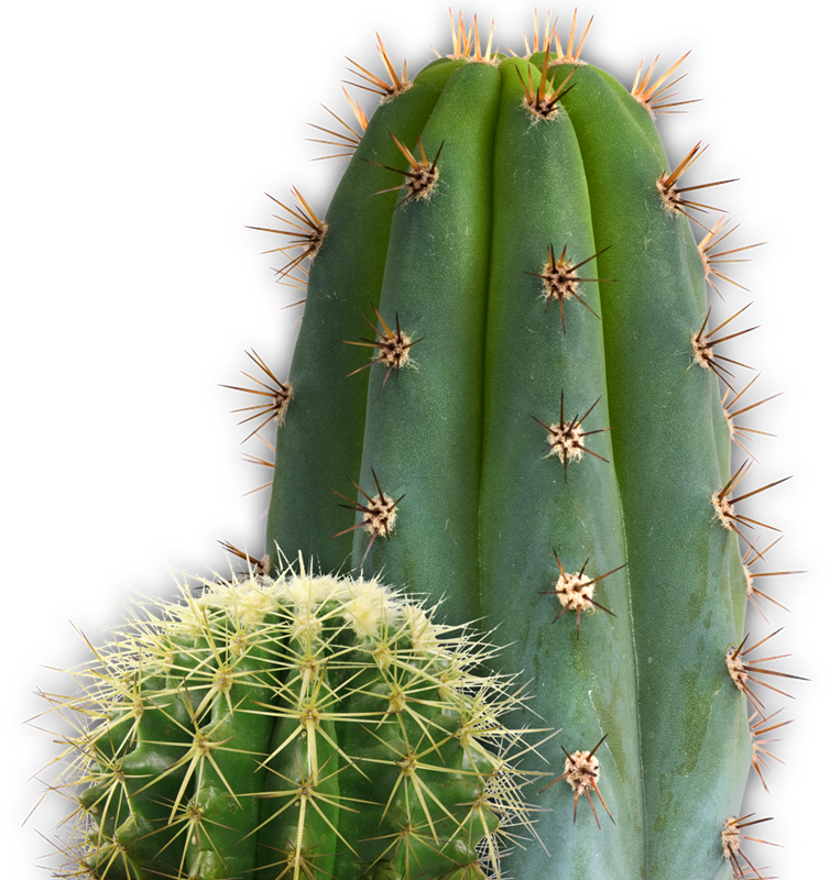® Colección de Gifs ®: IMÁGENES DE CACTUS