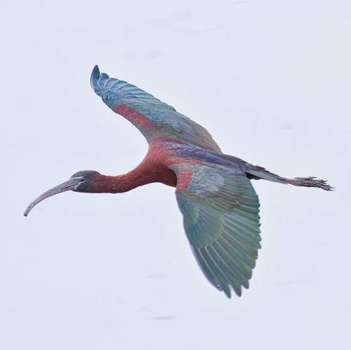 Glossy Ibis Range Map