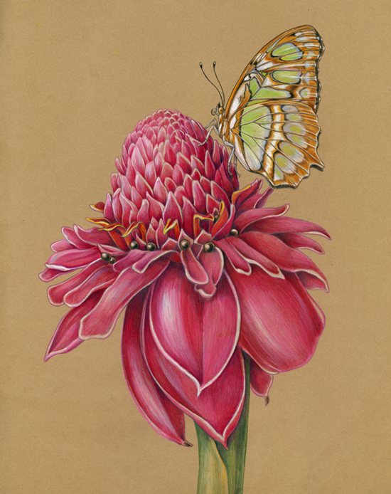 Draw the Beauty of Nature with Mindy Lighthipe: Botanical Painting ...