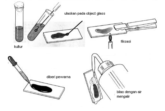 Praktikum pewarnaan gram sederhana - BIOSAINS