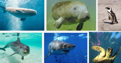 La Naturaleza: Animales acuáticos en vía de extinción