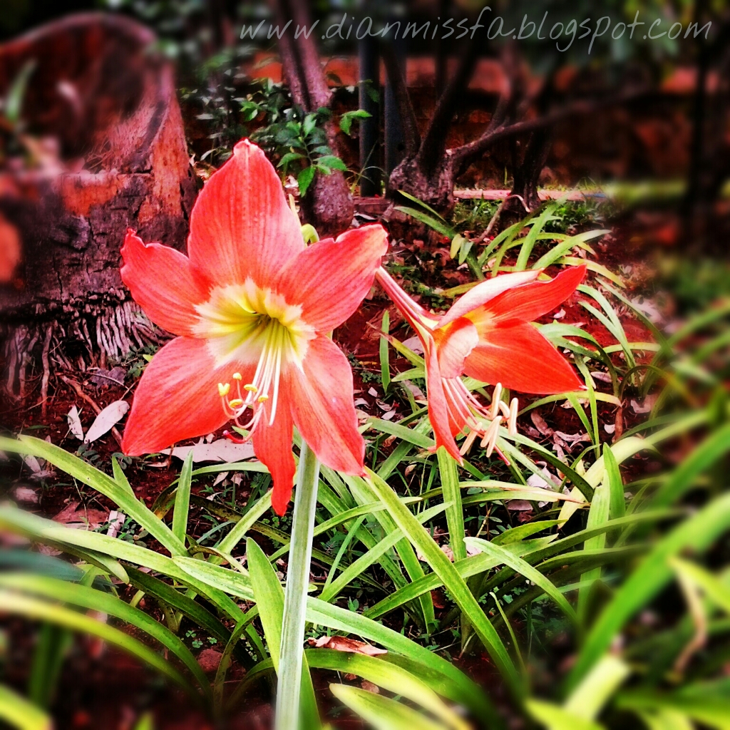 KEBUN BUNGA: BAKUNG (Liliums)