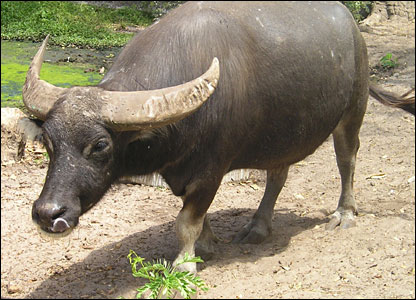 Cercetează: Bivolul sau Bos bubalus