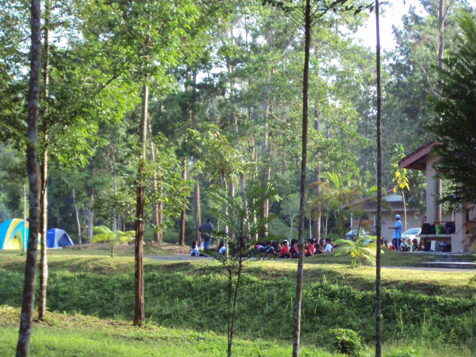 Konsep 26+ Ladang Hutan Pokok Jati Perlis
