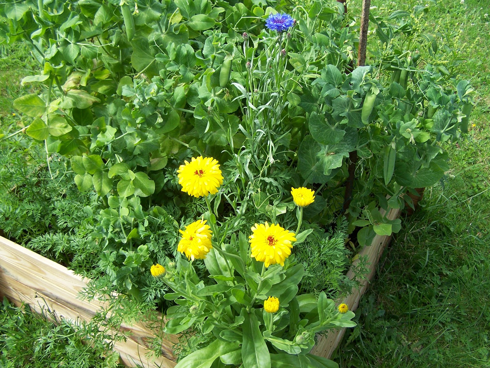 Quelques fleurs au potager