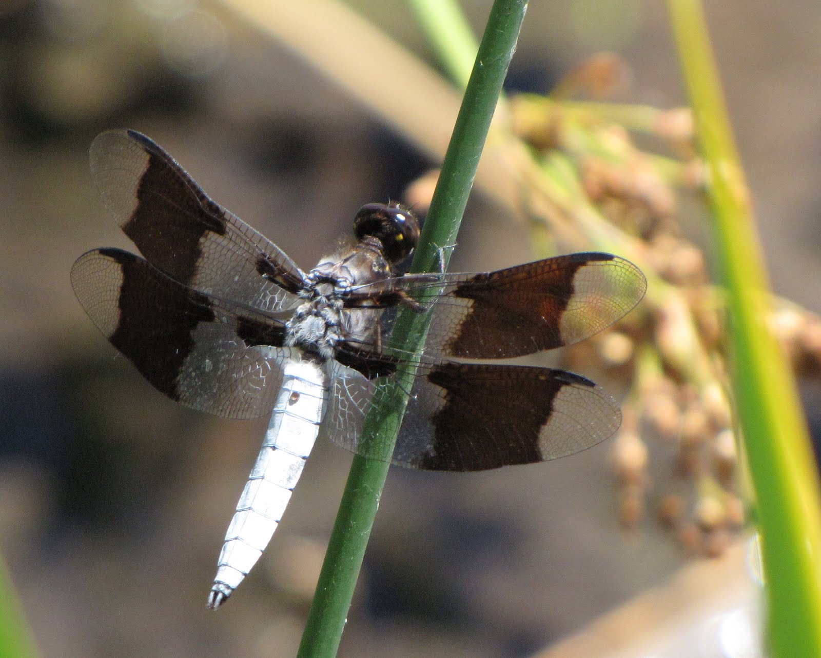 Sense of Misplaced: Sinton Pond Open Space