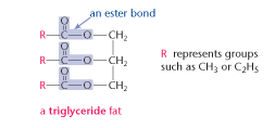Seven Days per Week: STPM Biology Biological Molecules (Part 10)