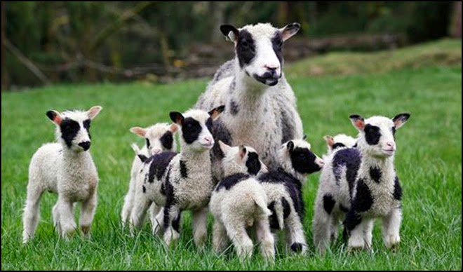 Felters Journey: Fibre of the Month JUNE - Finn sheep / PIIKU