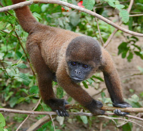 July 2012 - True Wildlife Creatures