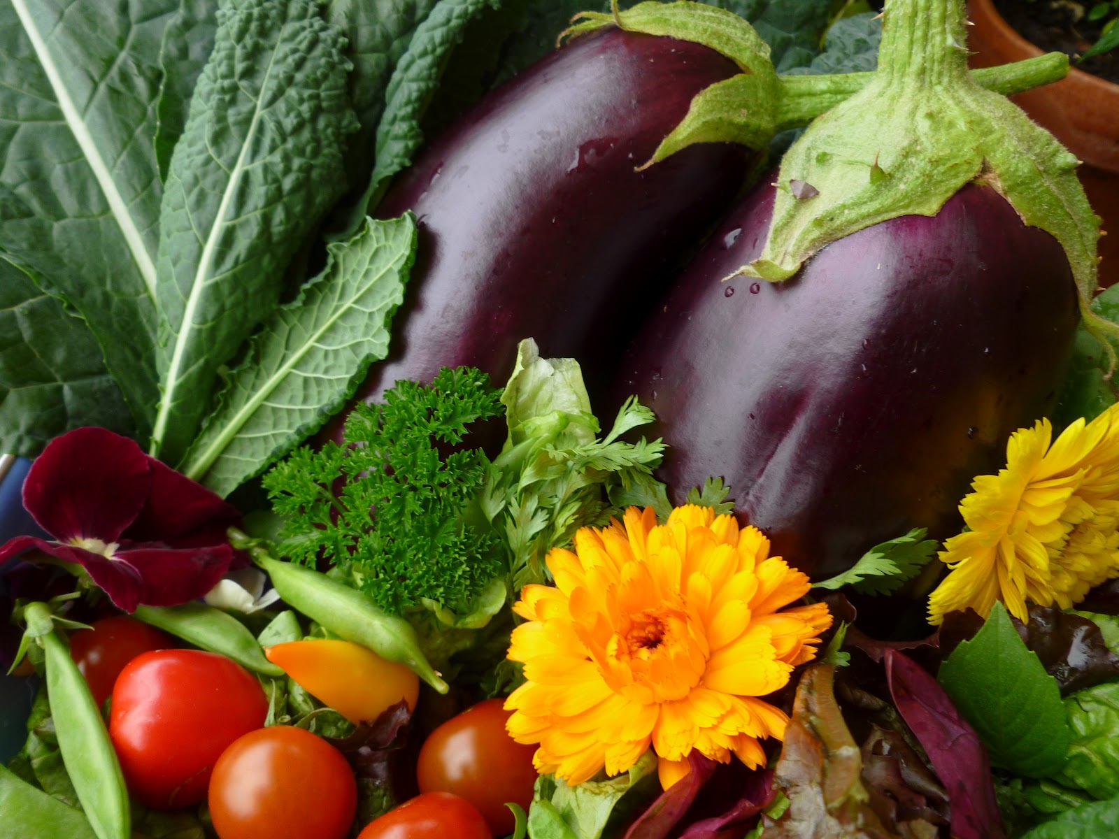 Wild Honey Designs: From a humble veggie patch... a bountiful harvest!