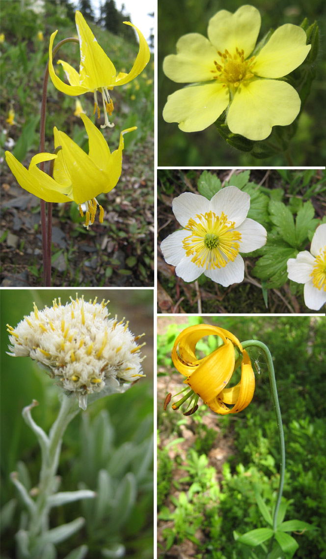 Jessica Rae Gordon: British Columbia Wildflowers