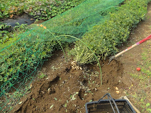 Italyanello in Giappone: Bagigi! ピーナッツ！