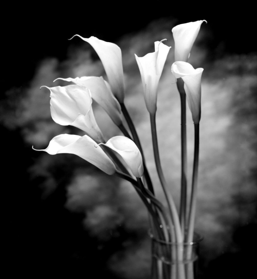 Black And White Calla Lily Photography | Wallpapers Gallery