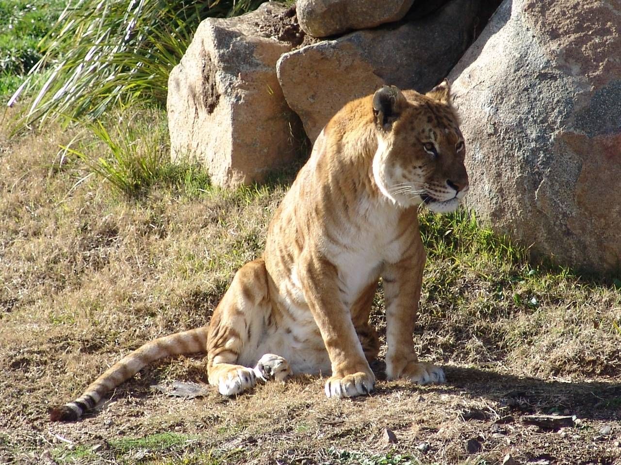 Slap The Penguin: Hybrid Animal Species