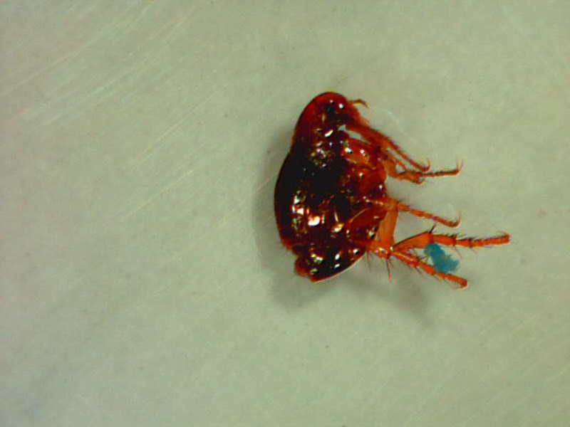 LABORATORIO Y FOTOS MICROBIOLOGÍA: ECTOPARÁSITOS: CTENOCEPHALIDES CANIS ...