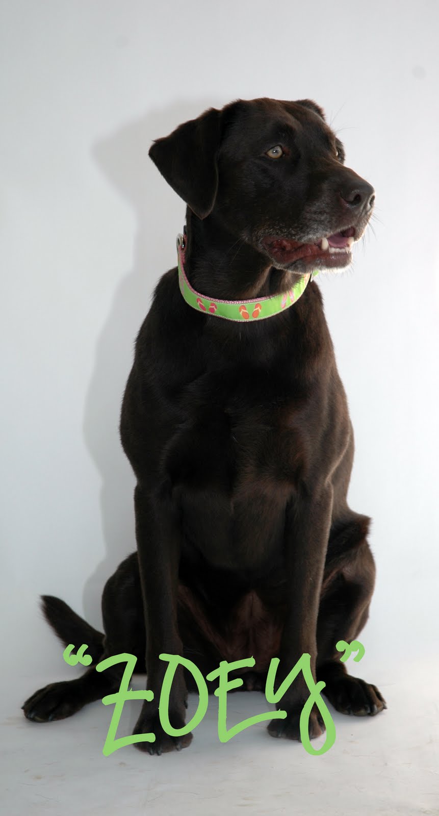 Preppy Puppies: Preppy Photo Shoot