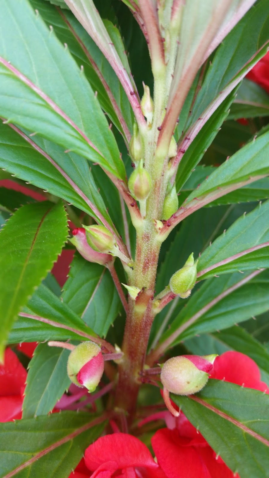 Warisan Petani: WW 30 : Bunga Keembong