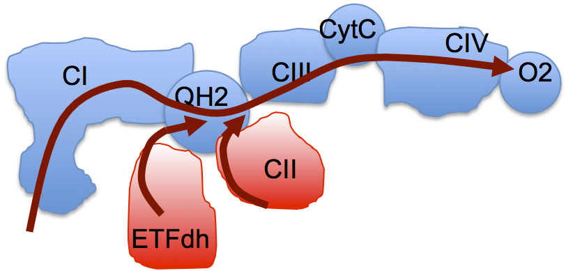 Hyperlipid: Just a little on complex I and models