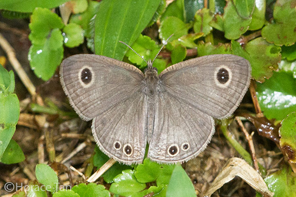 Butterflies of Singapore: Life History of the Common Four Ring