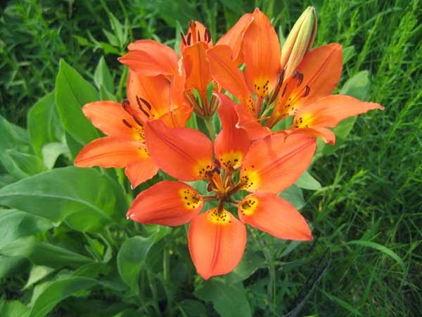 Tom's Blog: Wood lily conservation