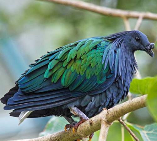 Nicobar pigeon photos | Birds of India | Bird World