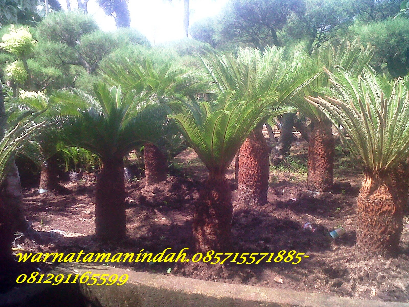 tukang pohon puring zet jakarta | menjual pohon puring zet jakarta ...