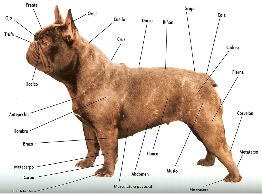 BOULECAMP kennel: De Interés