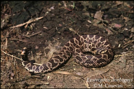 Argentina nativa: Falsa yarará ñata (Xenodon dorbignyi)