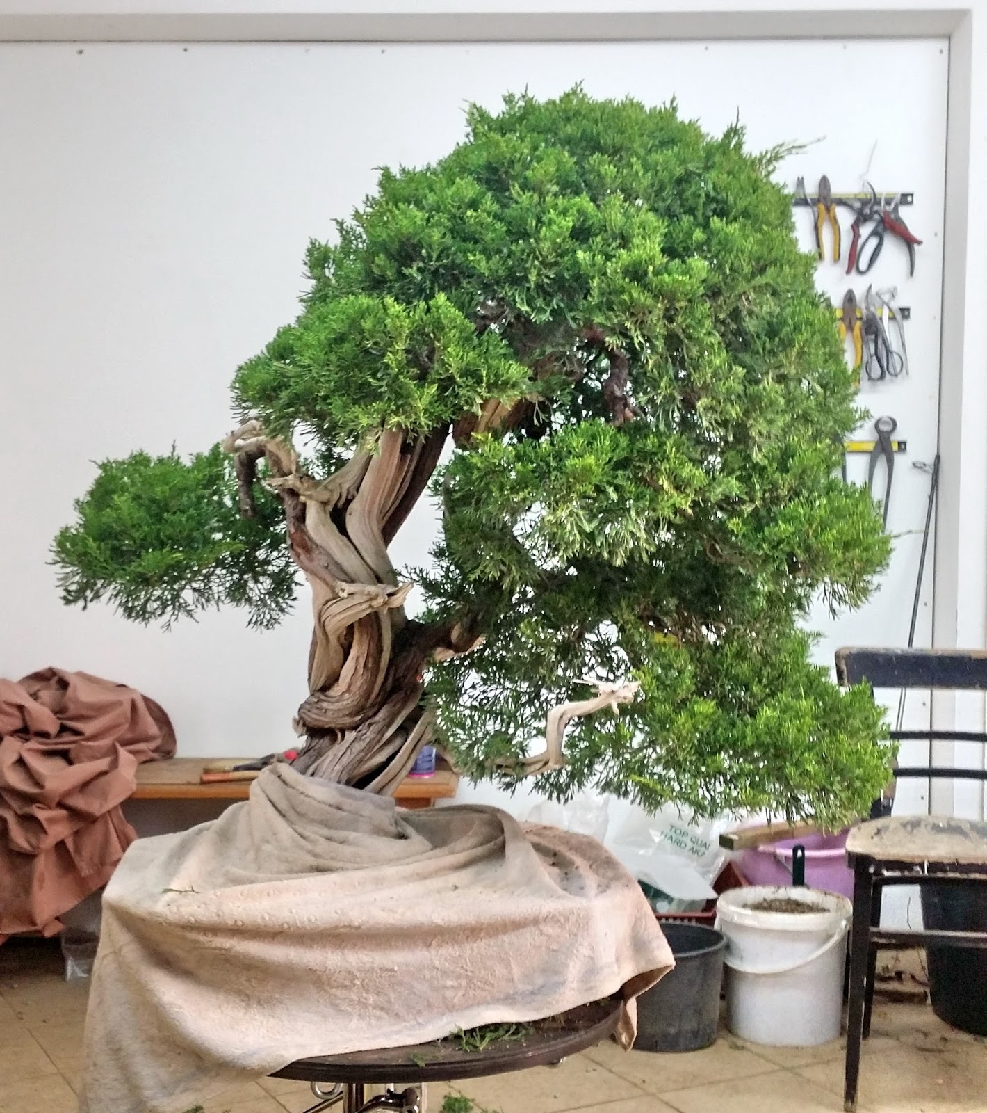 Bonsai Koryuu Kai: Cleaning works at Isabelia bonsai centrum